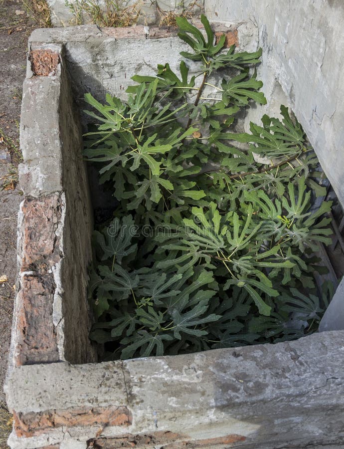 Fig Tree Growing from the Pit of Basement Stock Image - Image of ...