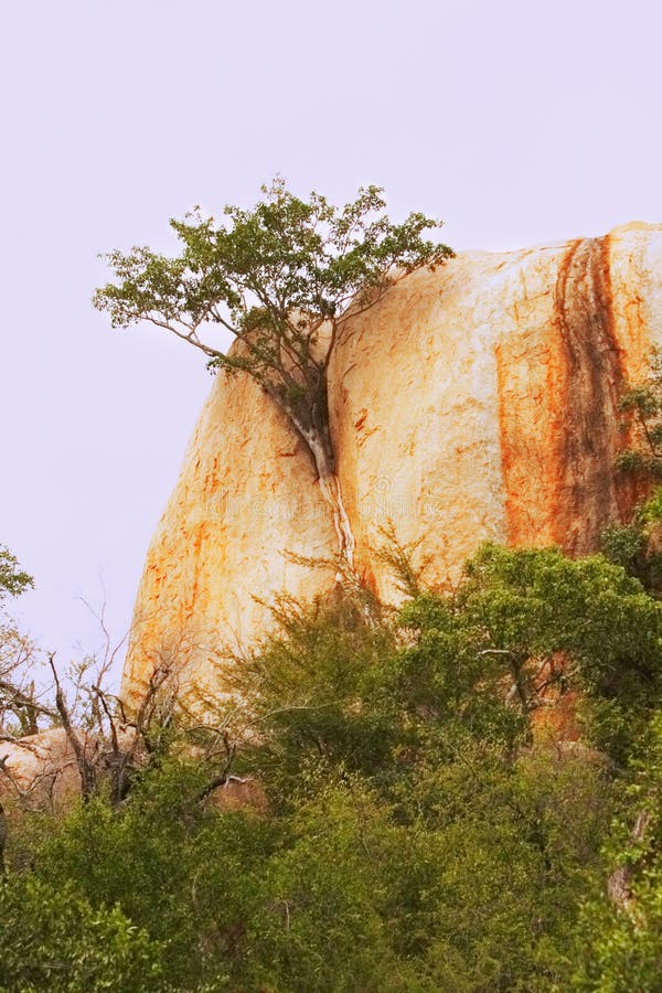 Fig Tree Growing in Rock Groove Stock Image - Image of overhang ...