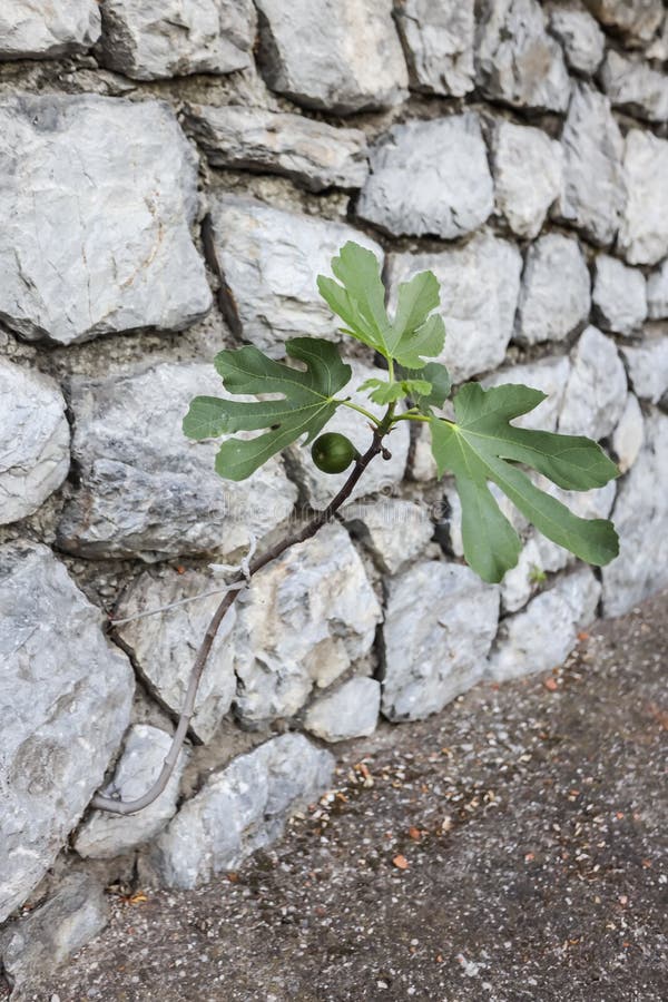 Fig Tree Growing from a Stone Wall Stock Photo - Image of herbs ...
