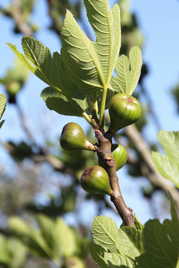 Fig tree stock photo. Image of spring, nutrition, fall - 31821386