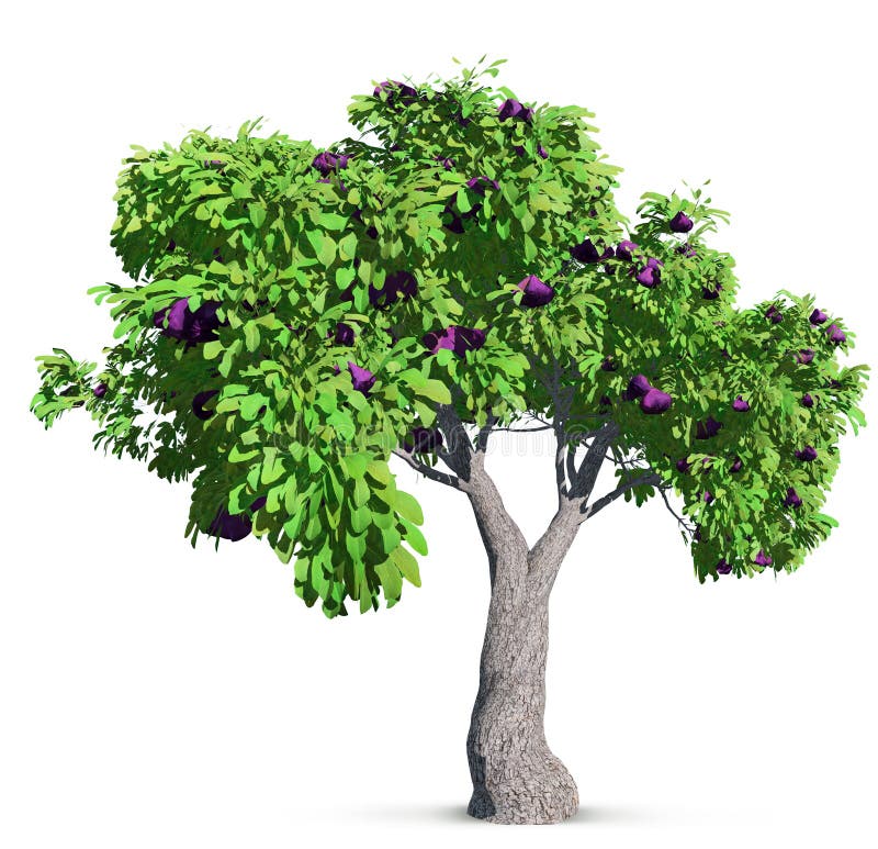 Fig Tree Stock Illustrations – 2,800 Fig Tree Stock Illustrations ...