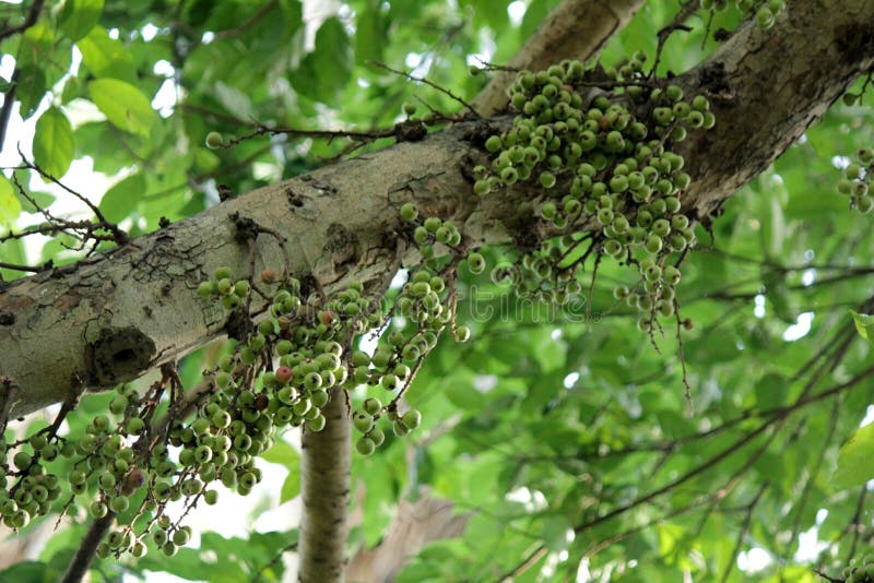 Fig tree stock photo. Image of growing, fresh, color - 117657948