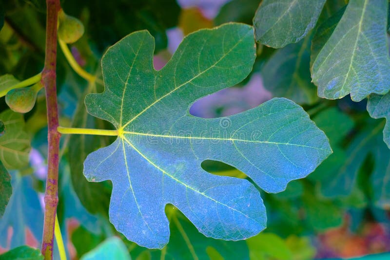 Fig Tree Large Leaf on a Branch. Stock Photo - Image of backyard ...