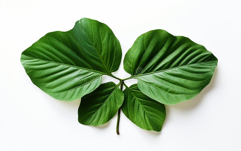 Fig Tree Leaf Seen from Above on White Background -Generative Ai Stock ...