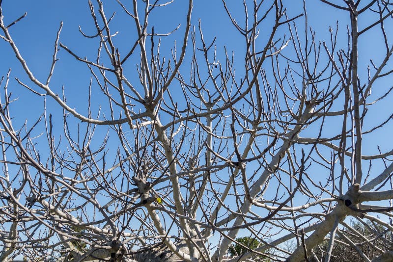 Fig Tree Leafless in Winter Stock Photo - Image of flora, dried: 68937570