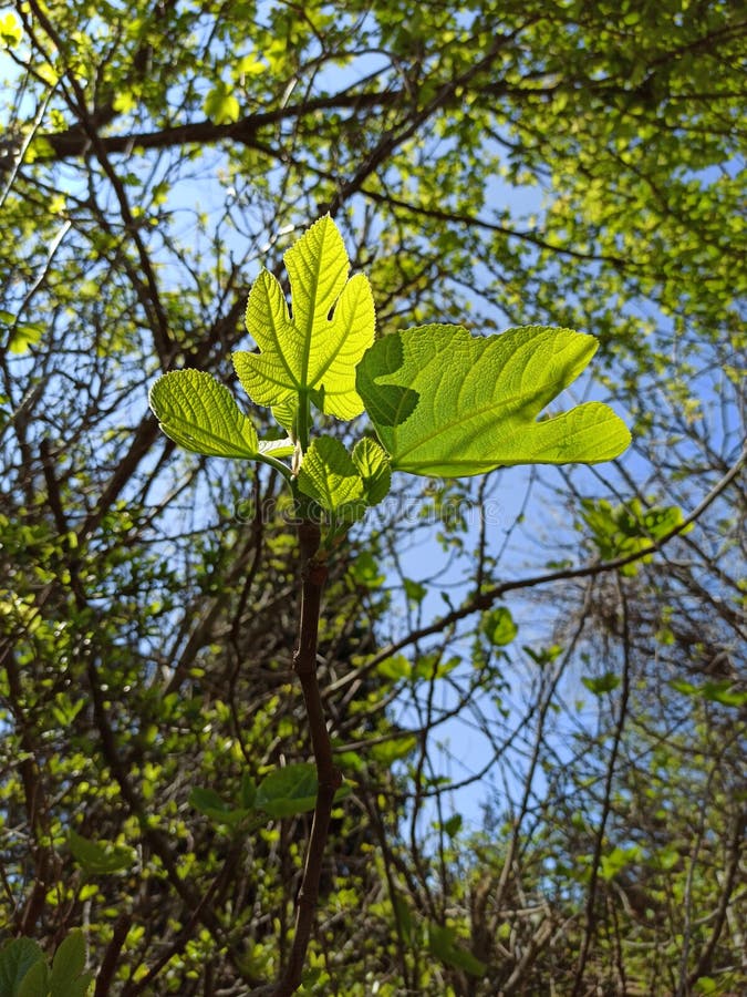 Fig Tree Leaves Growing in Front of the Sun in Spring Day Stock Image ...