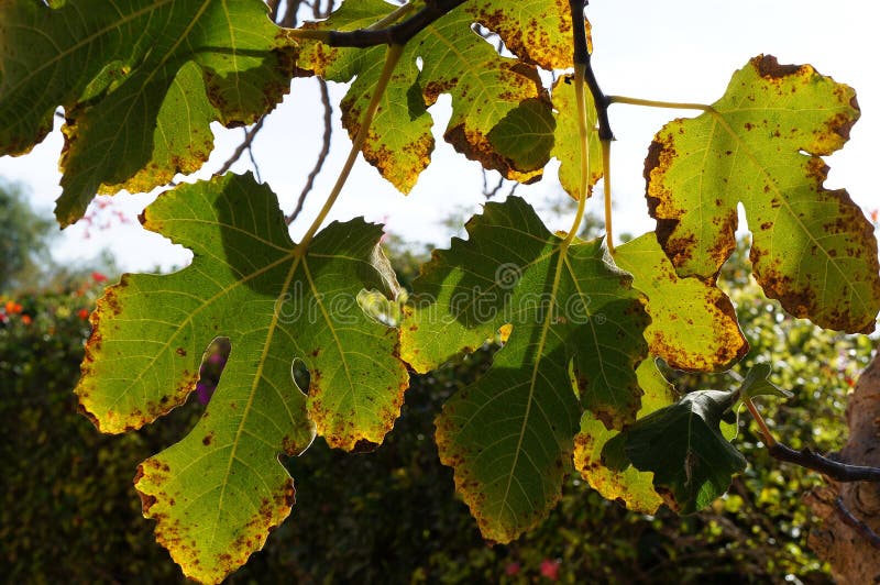 Fig Tree Leaves and Sun Shine Stock Photo - Image of healthy, sunlight ...
