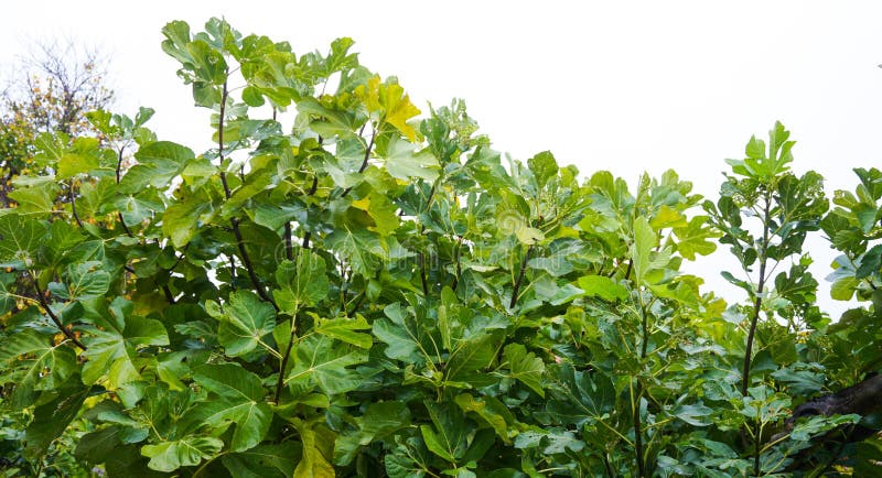 Fig tree stock photo. Image of green, fungus, natural - 261864314