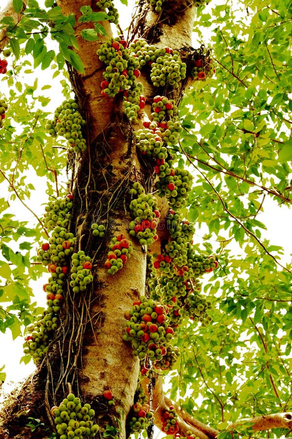 Fig Btree Stock Photos - Free & Royalty-Free Stock Photos from Dreamstime