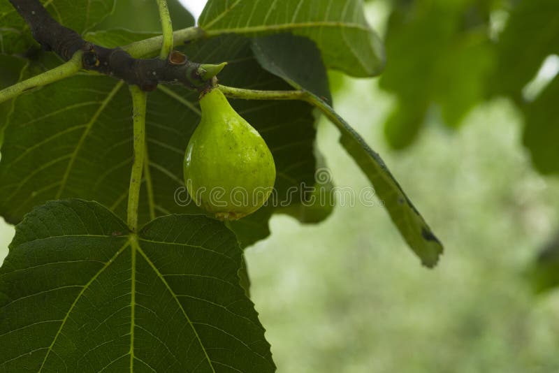 Fig Tree, Tuscany, Italy stock image. Image of southern - 126259107
