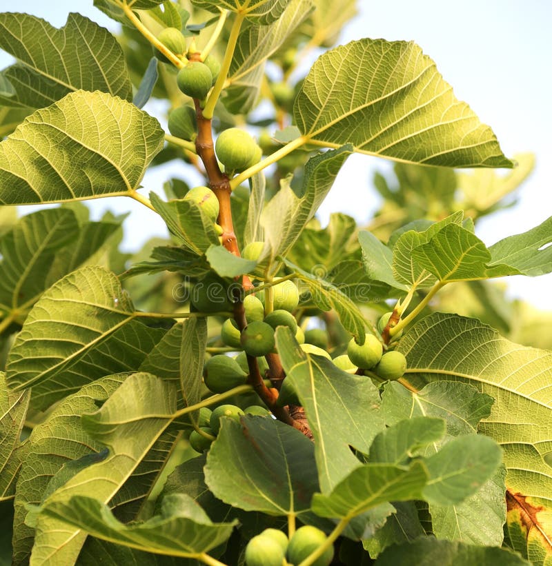 Fig Tree with Many Green Fruits Stock Photo - Image of tree, organic ...