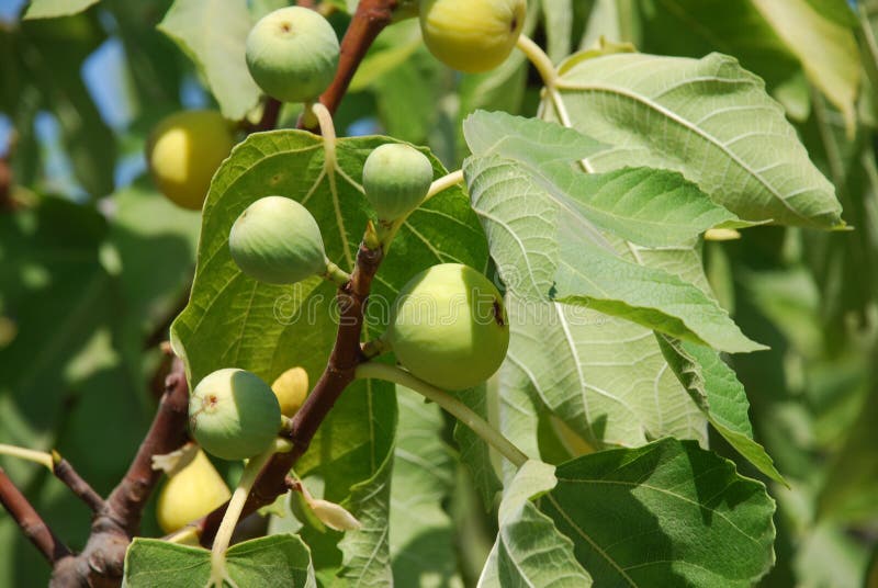 Fig tree, Meganissi stock photo. Image of leaves, green - 12358874