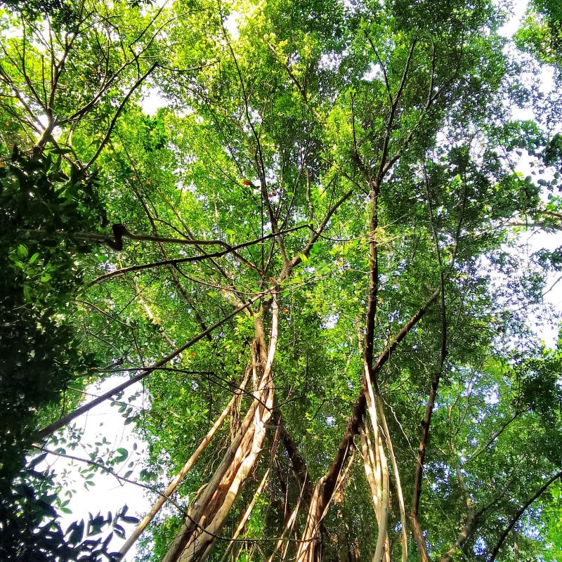 Fig tree in nature park stock image. Image of humid - 237708763