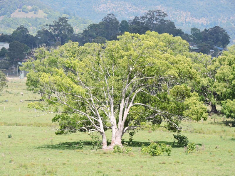 Fig Tree stock photo. Image of trees, tree, scenic, large - 47946640