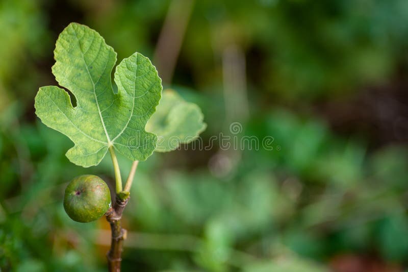 A Fig Tree with One Fig and One Leave Stock Image - Image of garden ...