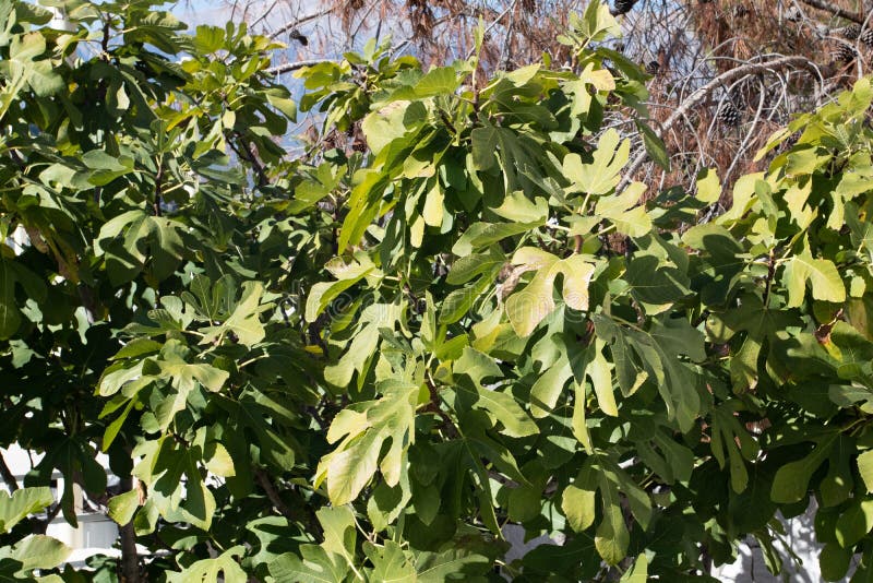 Fig tree in the orchard stock image. Image of fruit - 233166357