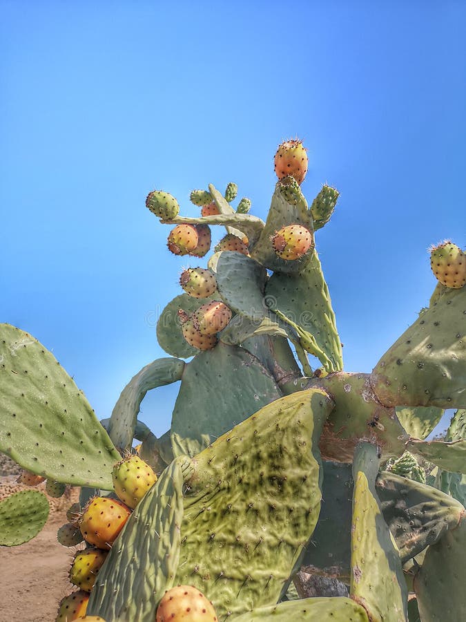 Fig Tree with Prickly Pears in Summer Stock Image - Image of garden ...