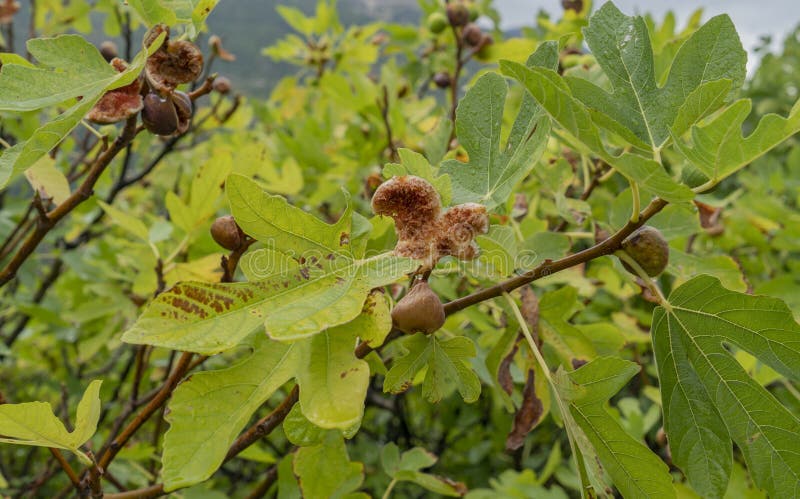 Fig Tree with Ripe Fruits Sardinia, Italy Stock Image - Image of nature ...