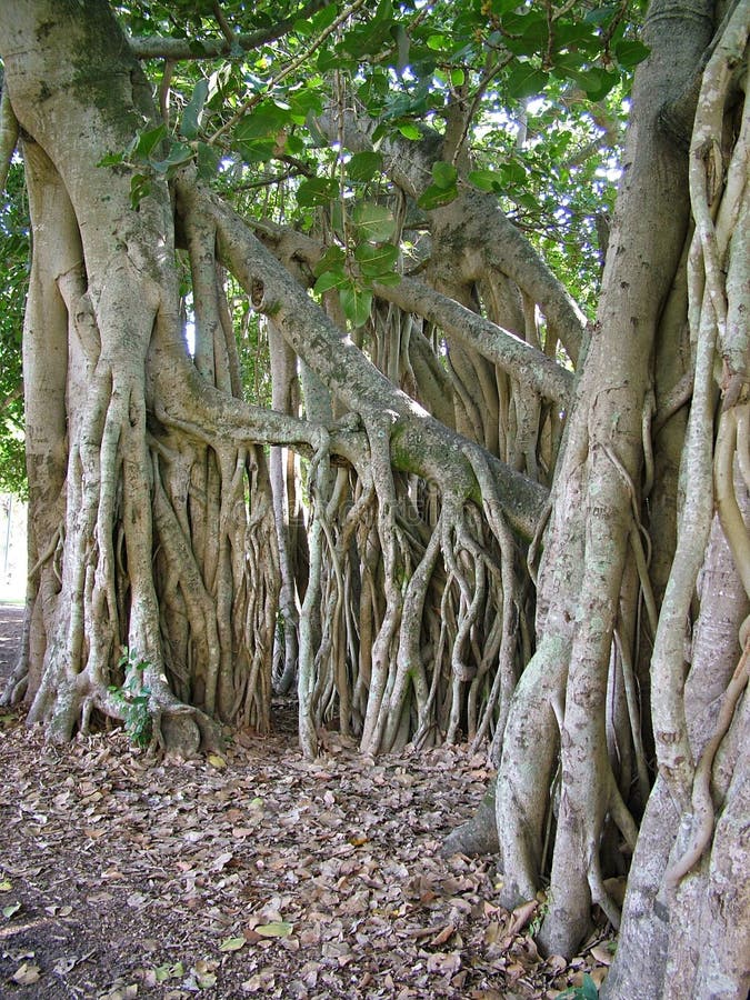 Fig tree roots #2 stock photo. Image of shoot, raise, seed - 40654