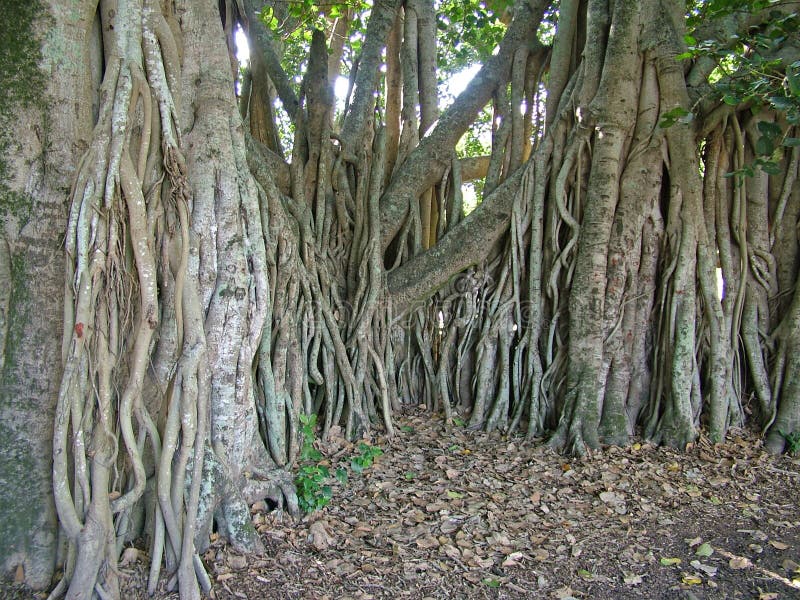 Fig tree roots stock photo. Image of slip, seed, grow, weed - 40652 Fig tree roots stock photo. Image of slip, seed, grow, weed - 40652
