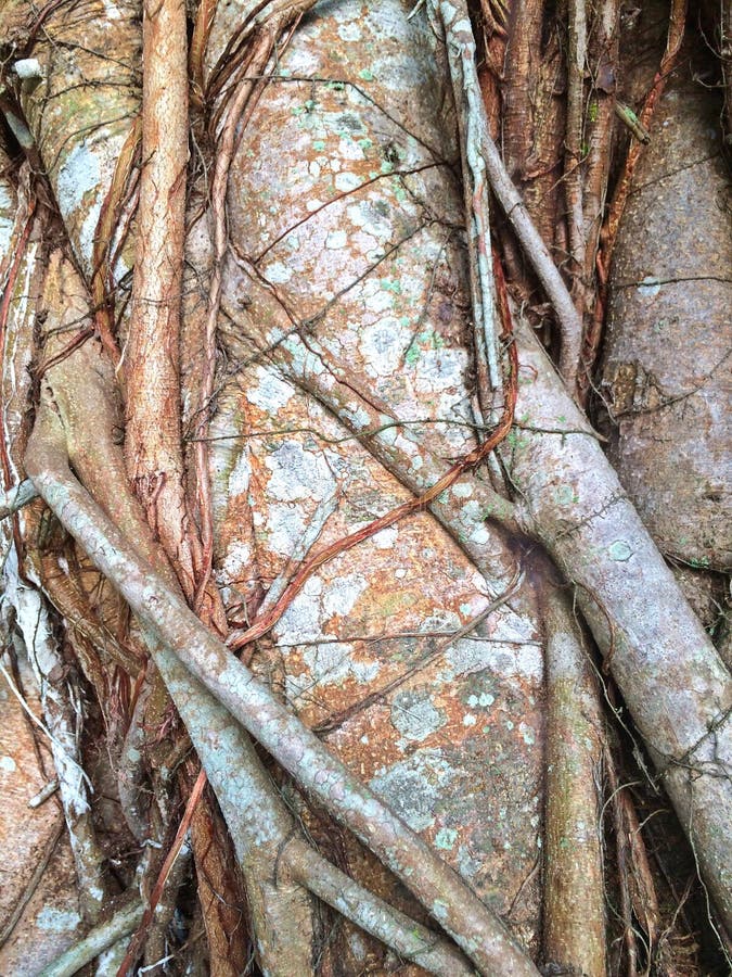Fig tree roots stock photo. Image of plant, strangling - 55704130