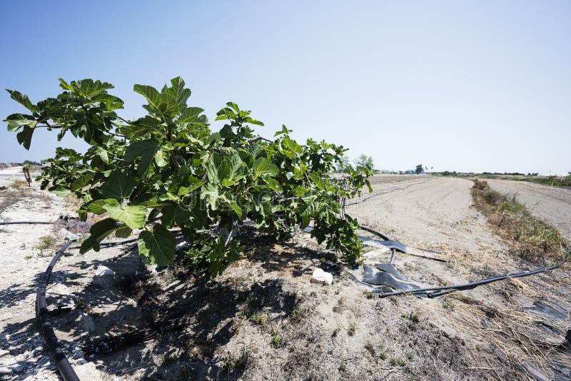 Fig Tree in Saline Margherita Di Savoia of Italy Stock Image - Image of ...