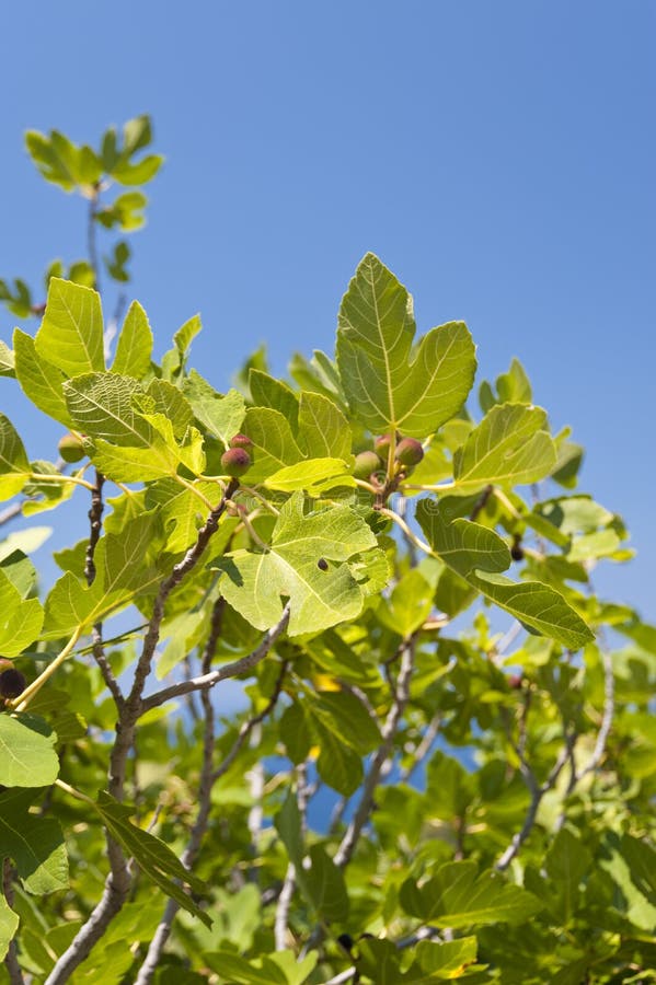 Fig Tree stock image. Image of leaves, green, blue, mediterranean ...