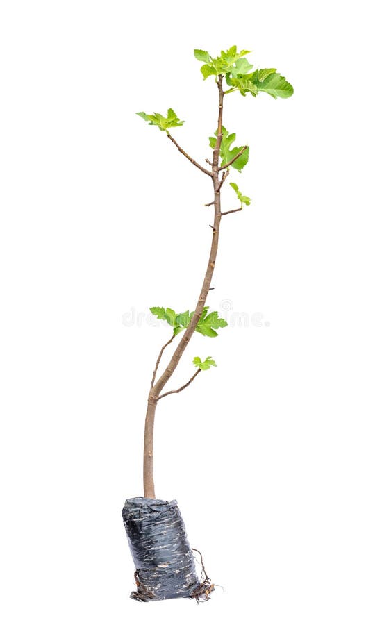 209 Transplant Bag Stock Photos - Free & Royalty-Free Stock Photos from ...