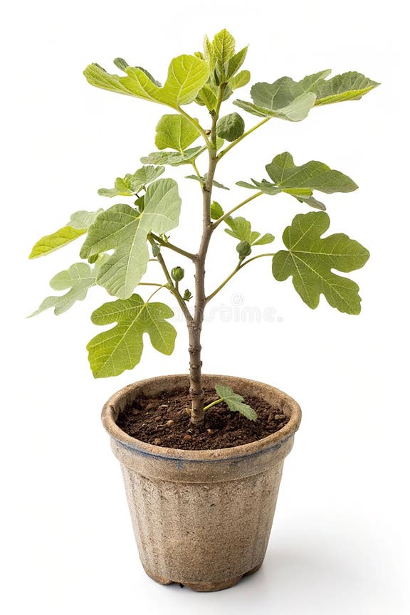 Fig Tree Sapling stock illustration. Illustration of homegrown - 374594891