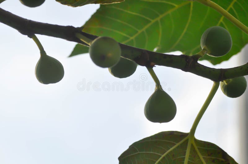 Fig, fig tree or fig seed stock image. Image of food - 202823507