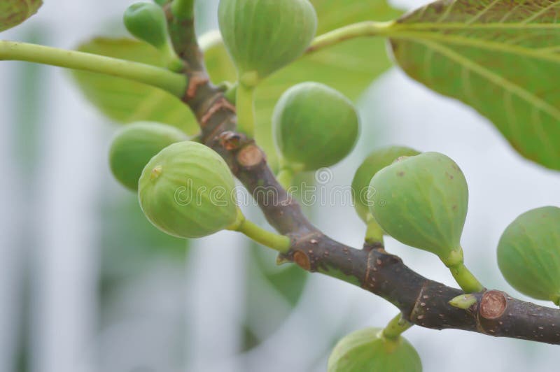 Fig, fig tree or fig seed stock photo. Image of ripe - 202823508