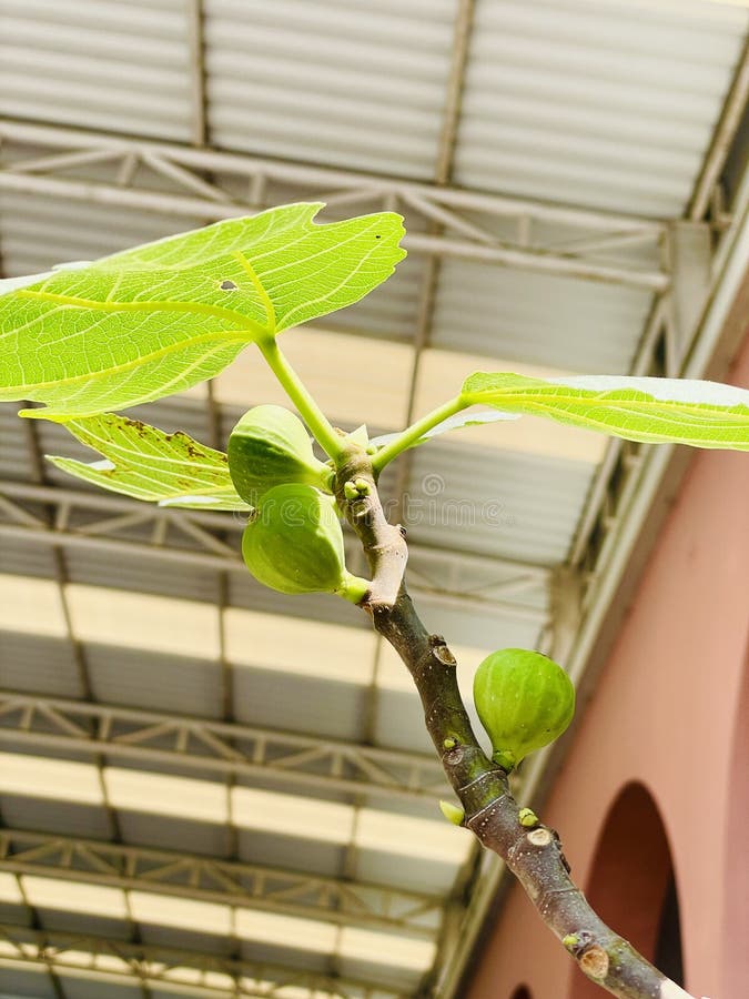 A fig tree in a shiny day stock image. Image of view - 252747791