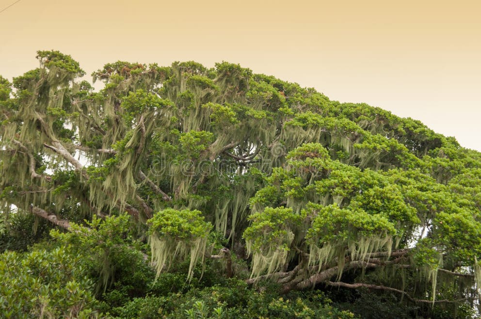 Fig Tree Species with Wooden Beards on Branches Stock Image - Image of ...