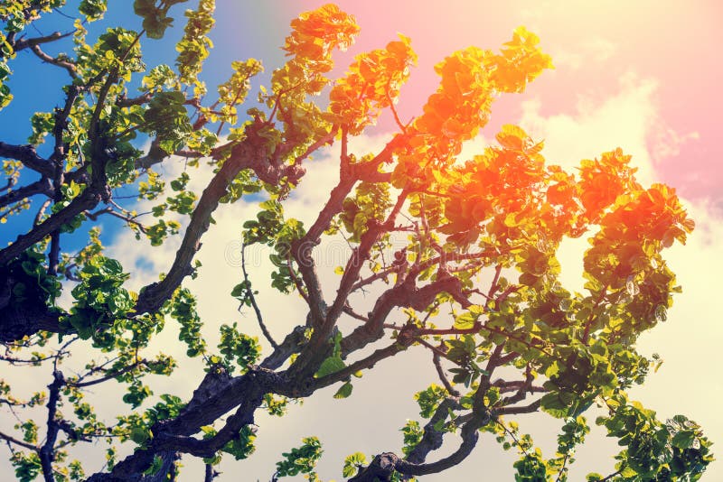 Fig Tree in Spring Against the Sky Stock Photo - Image of light, garden ...