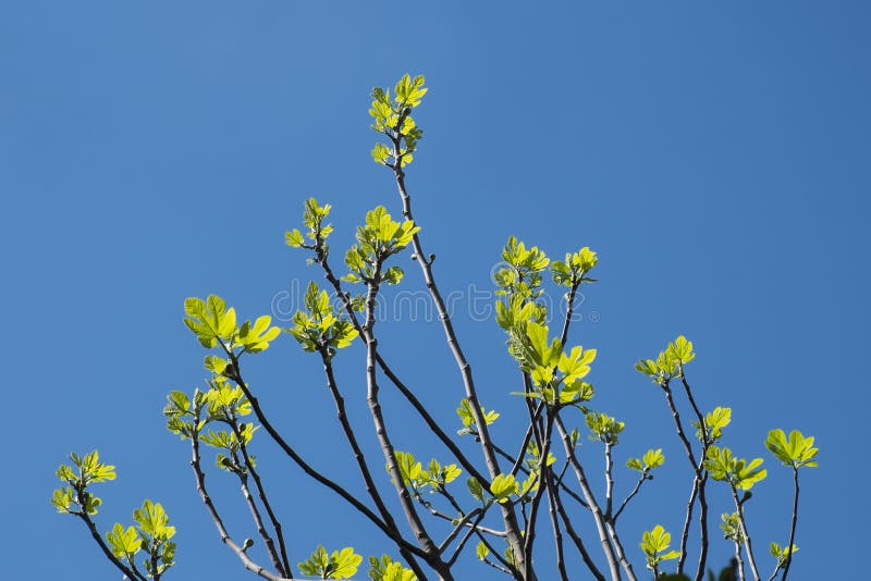 The Fig Tree in the Spring Season Stock Photo - Image of green, botany ...