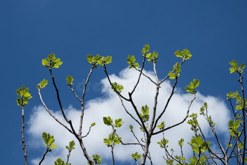 The Fig Tree in the Spring Season Stock Image - Image of food, forest ...