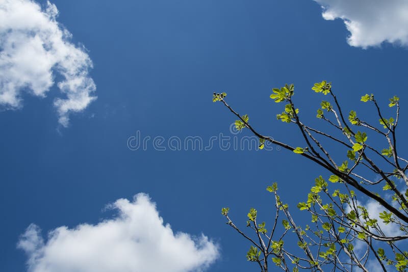 The Fig Tree in the Spring Season Stock Image - Image of healthy ...