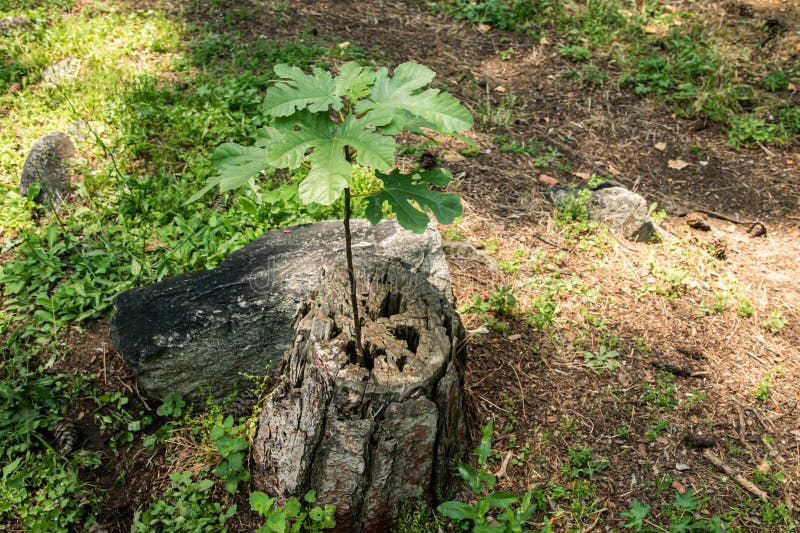 Fig Tree Growth Cycle Stock Photos - Free & Royalty-Free Stock Photos ...