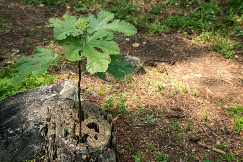 Fig tree sprout closeup stock photo. Image of outdoors - 389589810