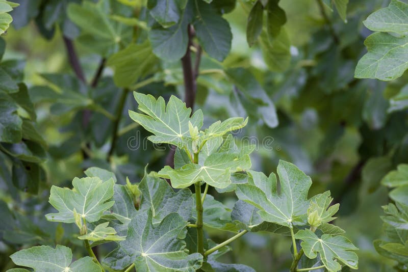 Fig Tree. stock photo. Image of nature, woods, figs, branches - 97983426