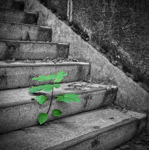 Fig tree on stairs stock photo. Image of stairs, seed - 100393452