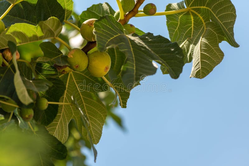 Fig Tree in Summer in Taranto, Countries, in the South of Italy Stock ...