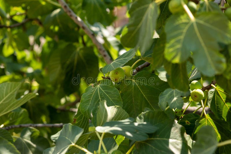 Fig Tree in Summer in Taranto, Countries, in the South of Italy Stock ...