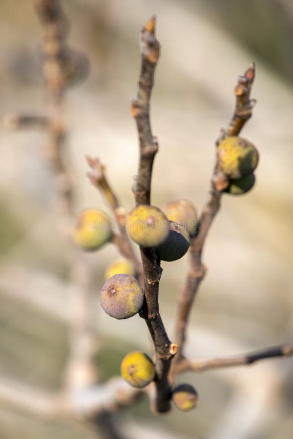 Fig tree in winter stock image. Image of plant, countryside - 171529793