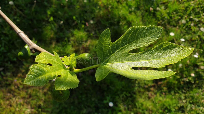 Fig Tree, Top of the Branch with the First Spring Leaves, Focused ...