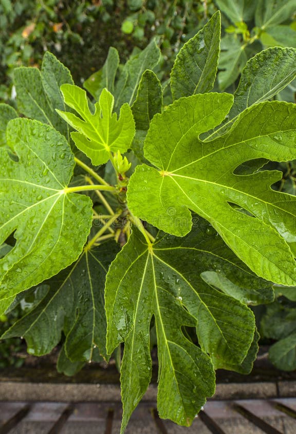 Fig tree top foliage stock photo. Image of colorful - 250987300