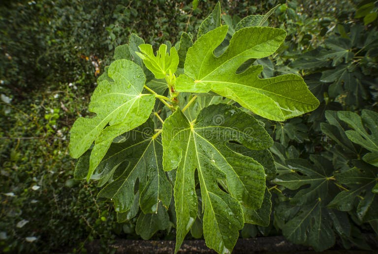 Fig tree top foliage stock image. Image of freshness - 250987329