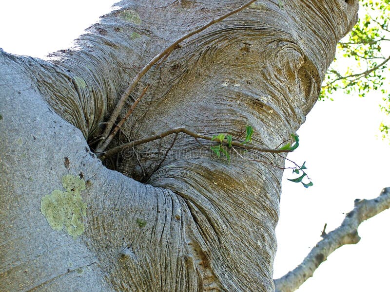 Fig tree trunk stock photo. Image of cover, bury, bush, transplant - 40686