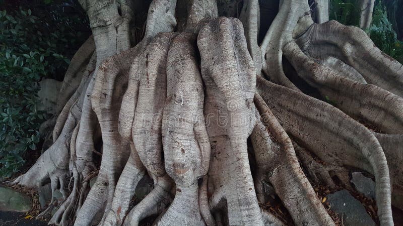 Fig tree trunk stock image. Image of high, destination - 43694591