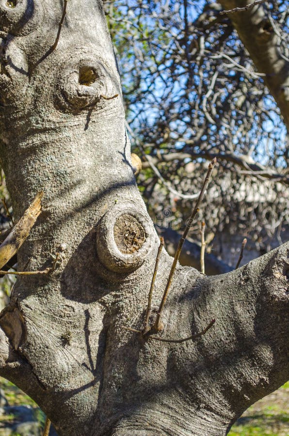 Fig tree trunk stock image. Image of distance, forest - 43694591